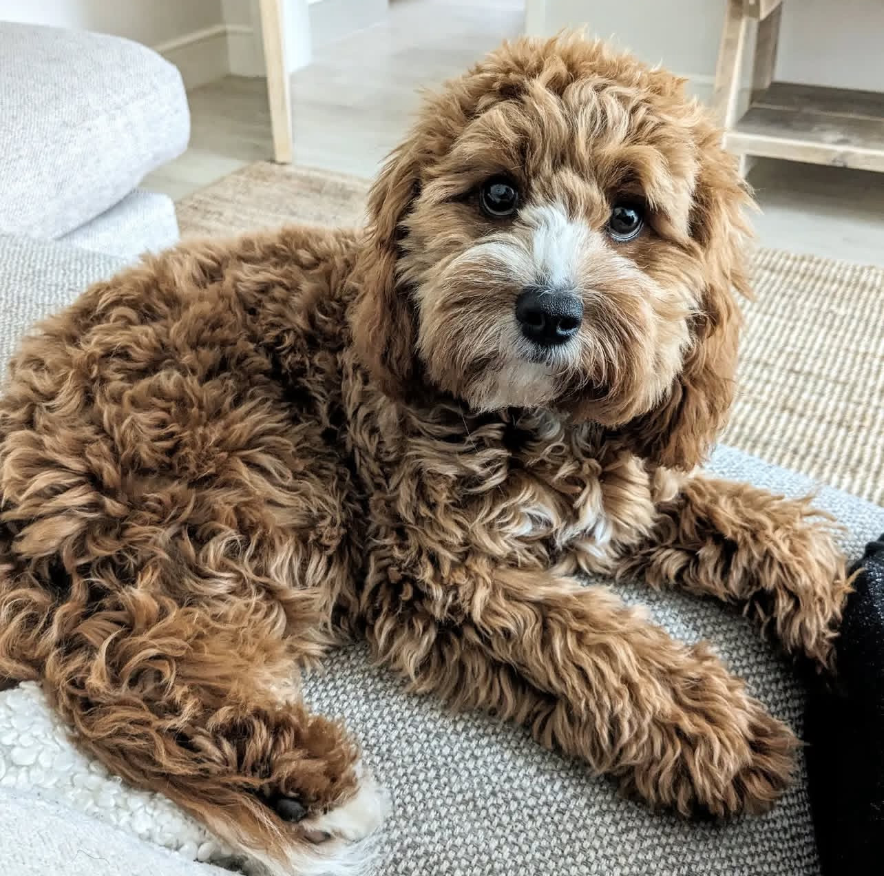 cavoodles for adoption - trained cavoodle puppies - Cavoodle Heartmate ...